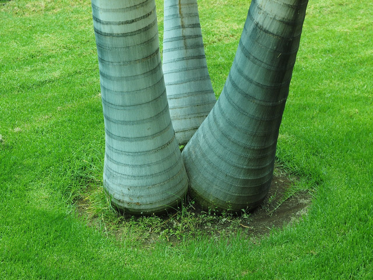 Elefantenfuß - Beaucarnea recurvata