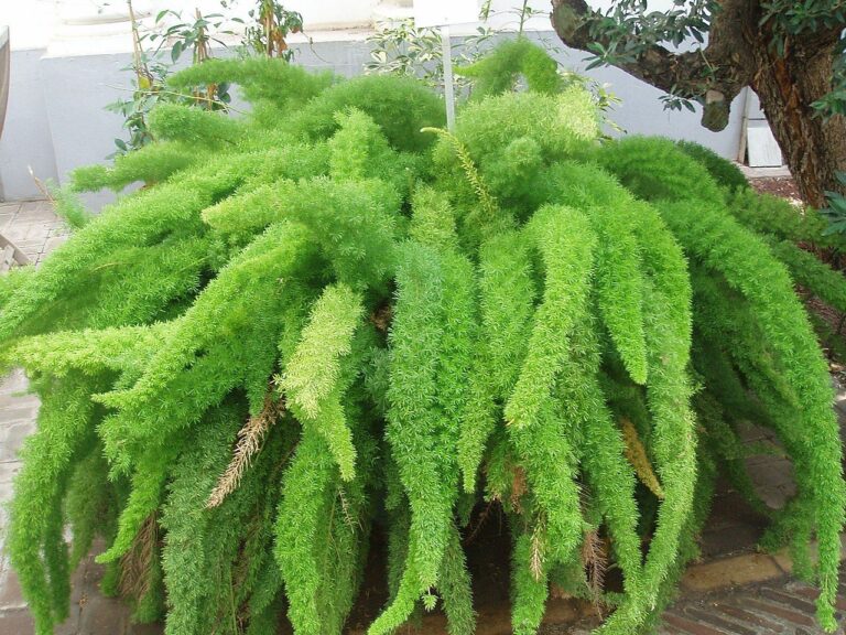 Zier-Spargel - Asparagus densiflorus